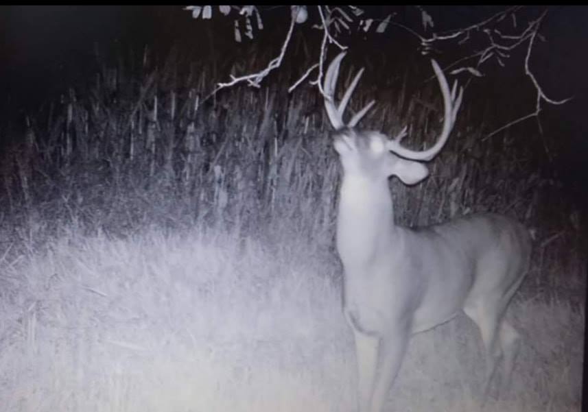 Understanding Dominant Bucks and the Role of Mock Scrapes in Deer ...